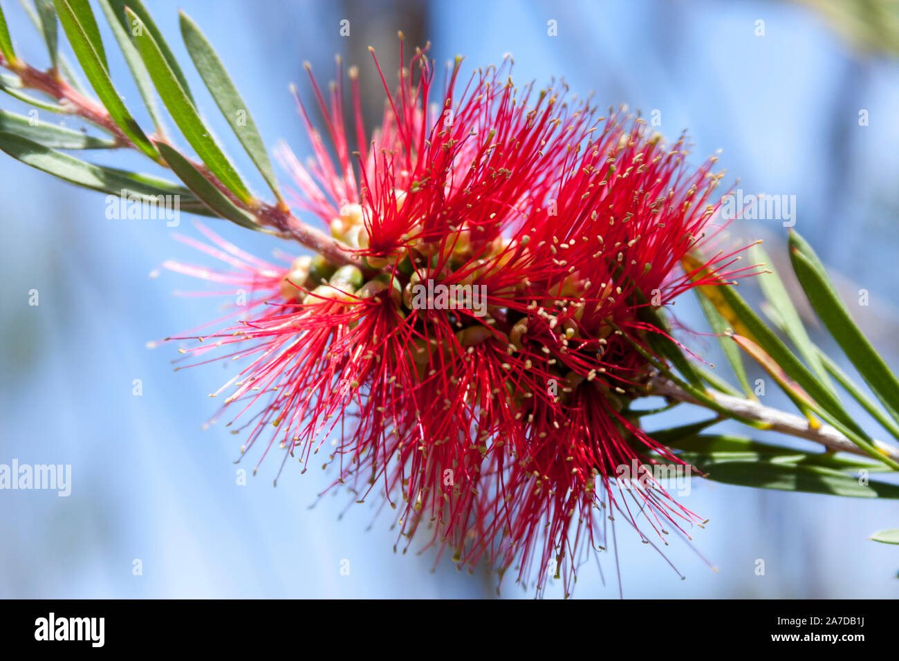 Red bottle-brush tree (Callistemon) flower. Australia Stock Photo - Alamy