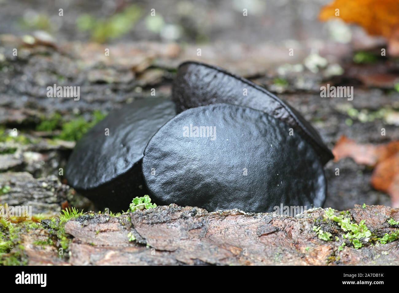 Bulgaria inquinans, known as black bulgar and Black Jelly Drops, wild ...