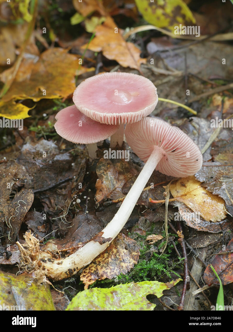 Pink bonnets hi-res stock photography and images - Alamy