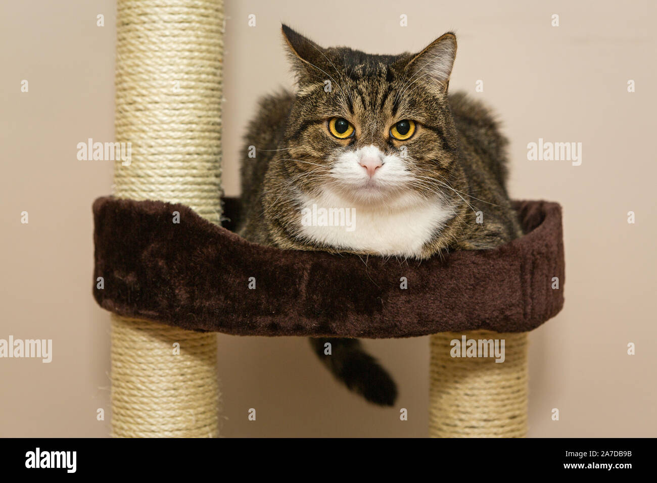 Gray, serious cat sitting on scratching posts, on the background of ...