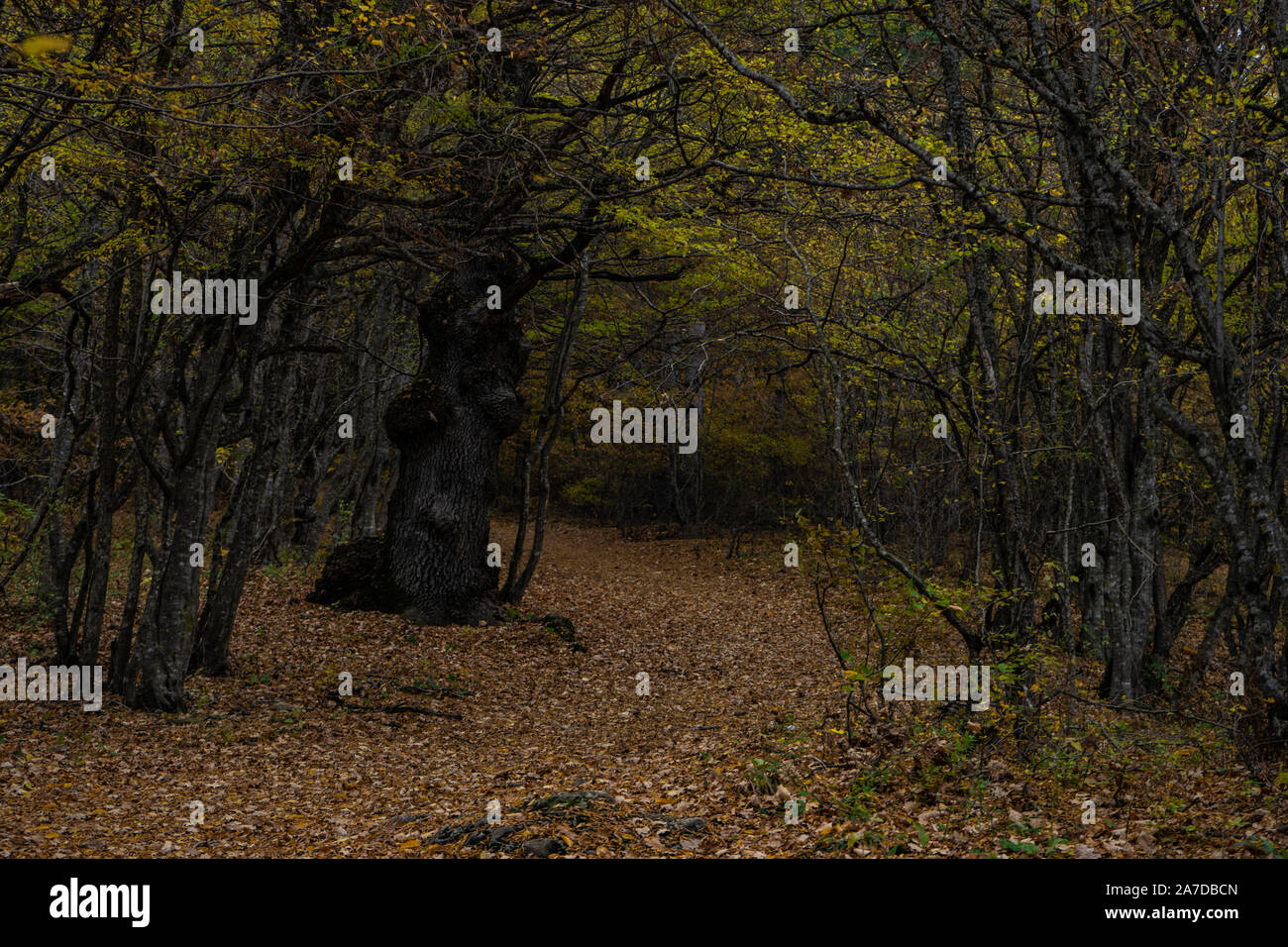 Forest pathway in autumnal Caucasus mountan in Tianeti area in Georgia ...