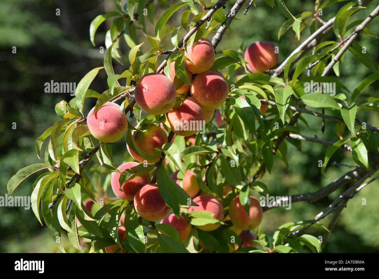Peach Tree High Resolution Stock Photography and Images - Alamy