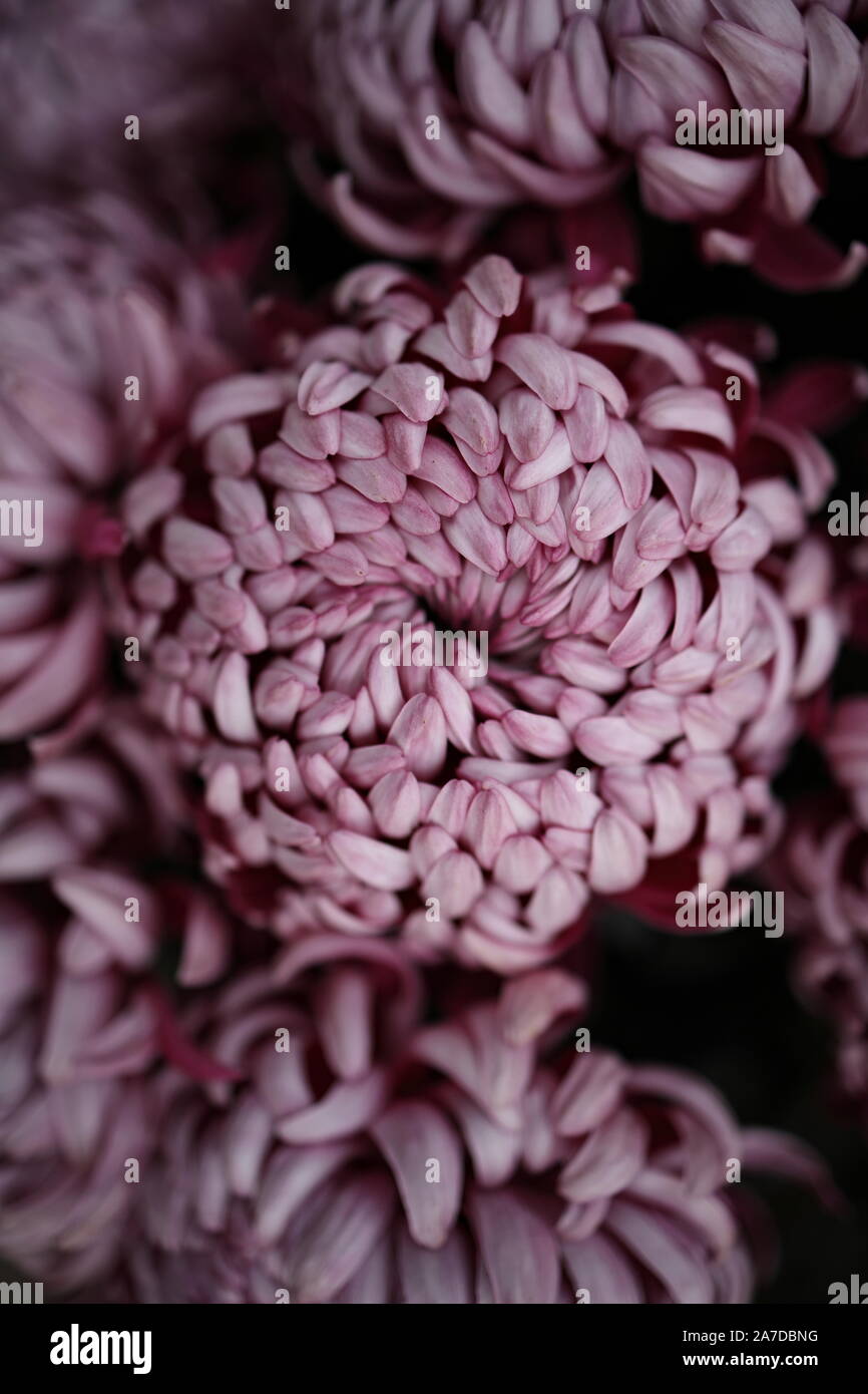 Pink sesame flowers hi-res stock photography and images - Alamy