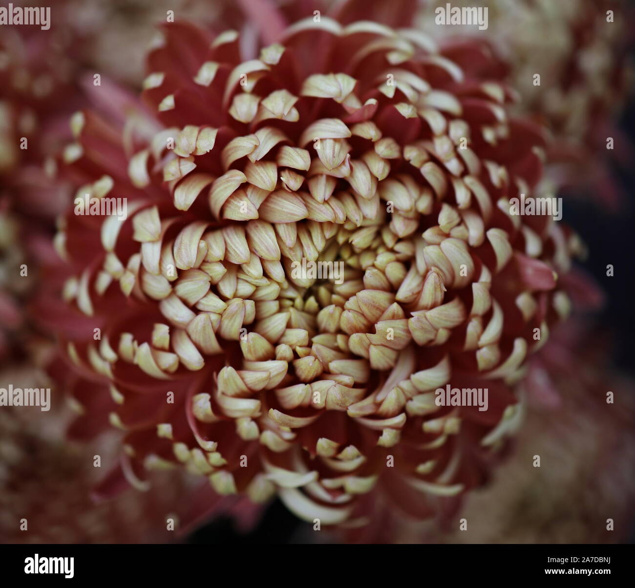 Pink sesame flowers hi-res stock photography and images - Alamy