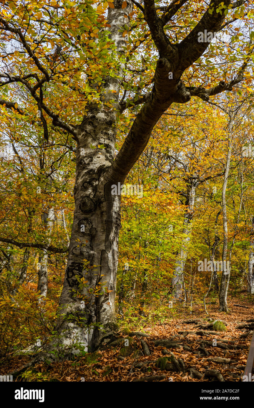Forest pathway in autumnal Caucasus mountan in Tianeti area in Georgia ...