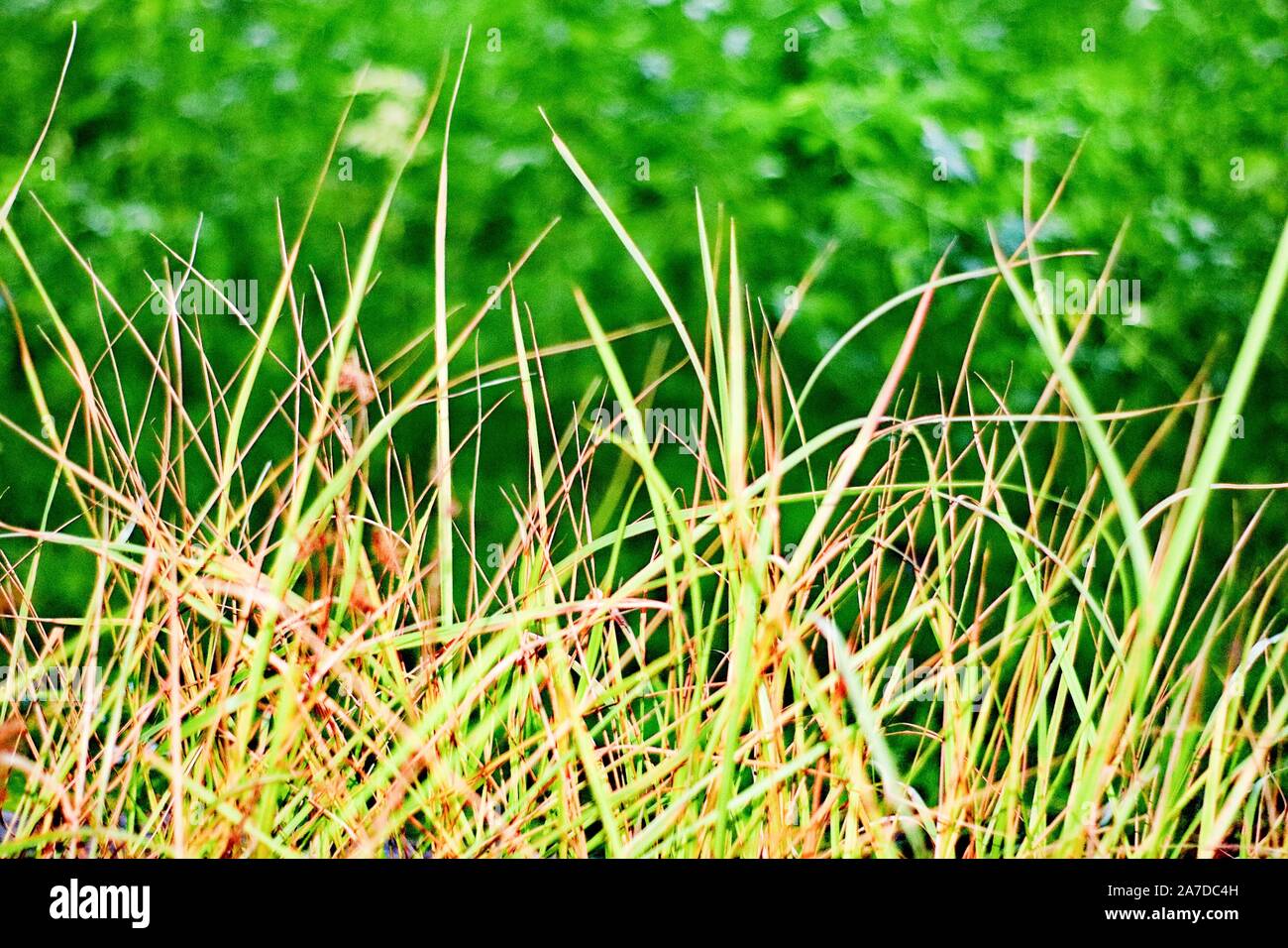 Daisy brush hi-res stock photography and images - Alamy