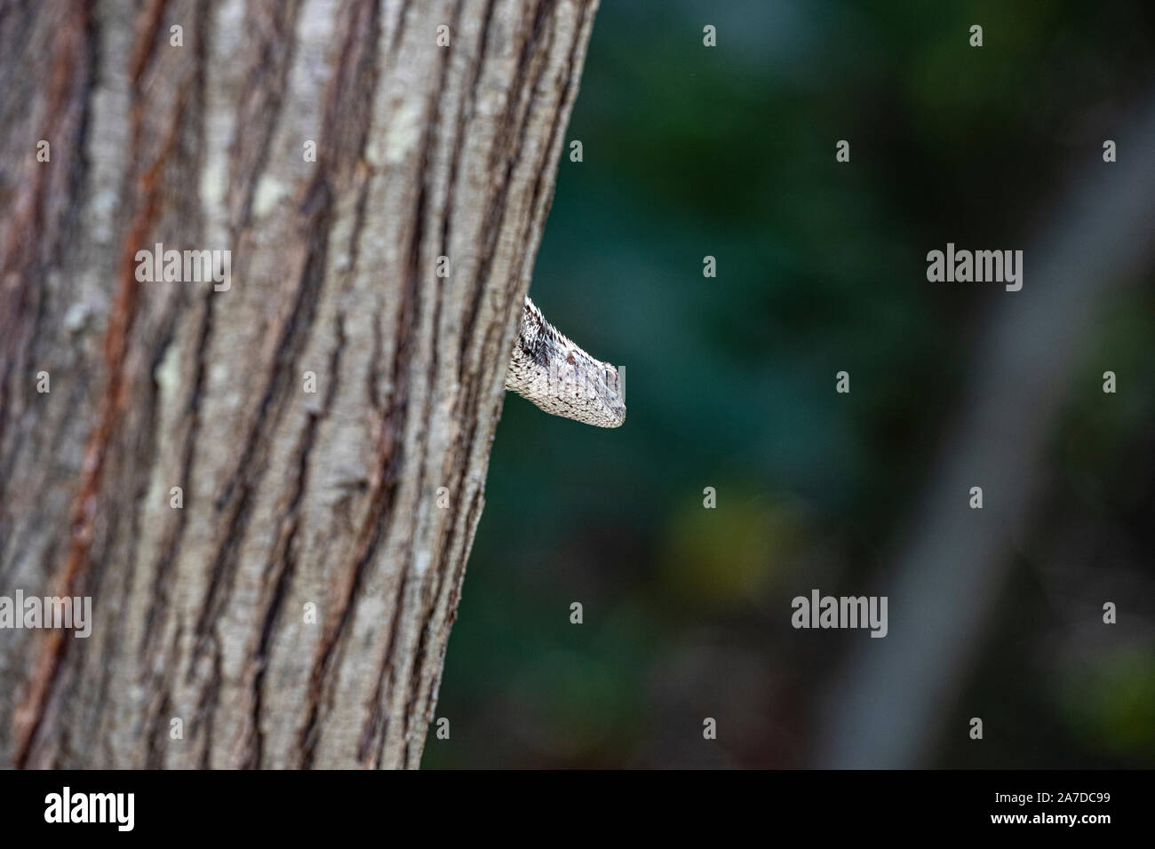 Texas tree lizard hi-res stock photography and images - Alamy