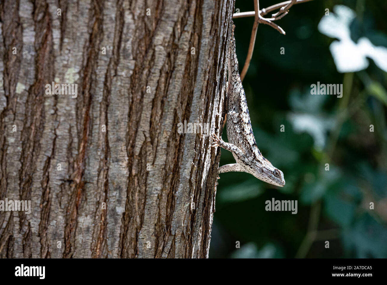 A texas spiny lizard perches on the side of a tree Stock Photo - Alamy