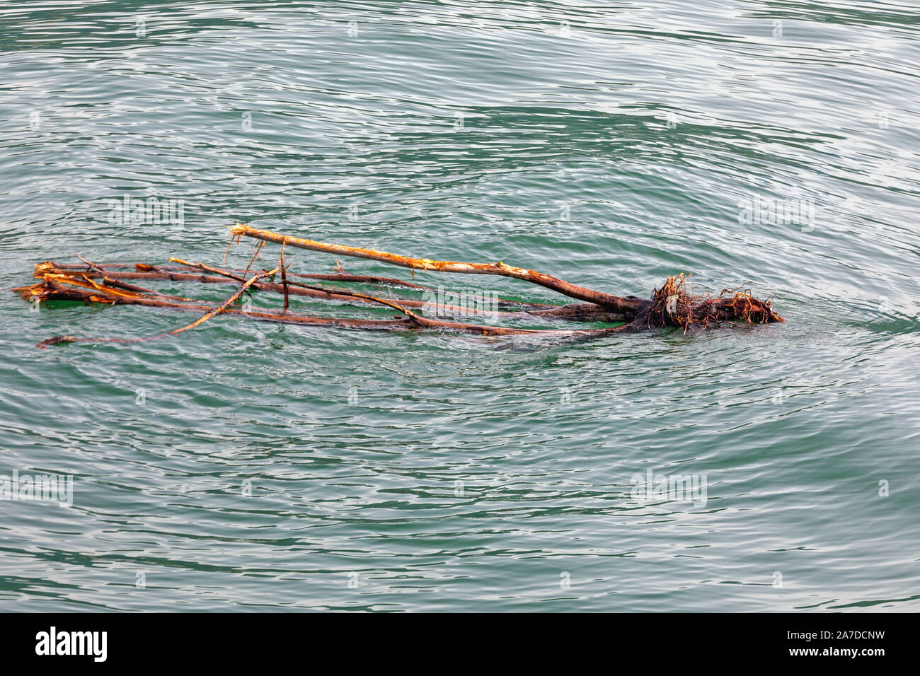 Big Wood Branch Drift in Como Lake Water Stock Photo - Alamy