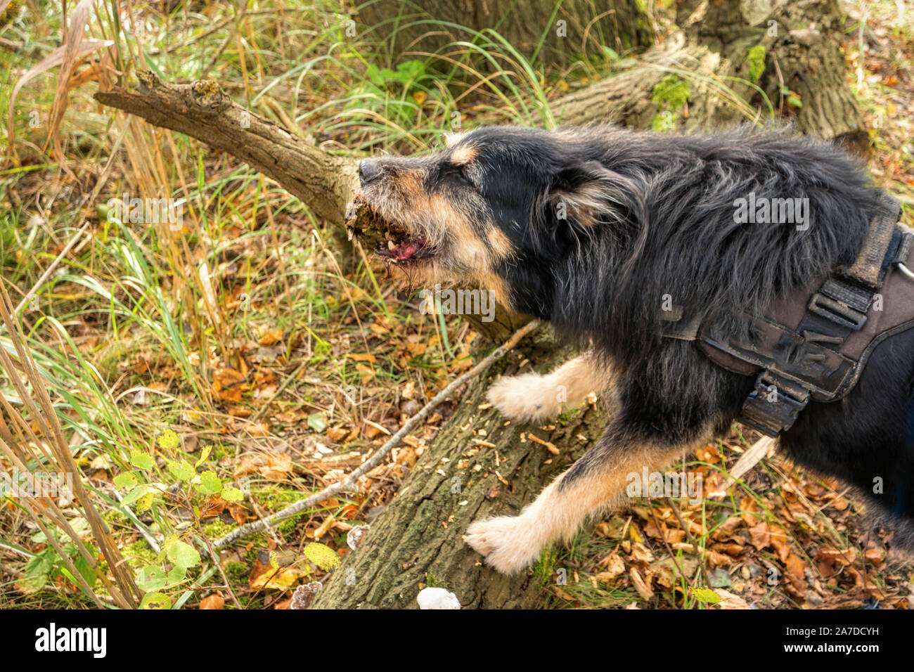 Black Dog biting rotten Wood Stock Photo - Alamy
