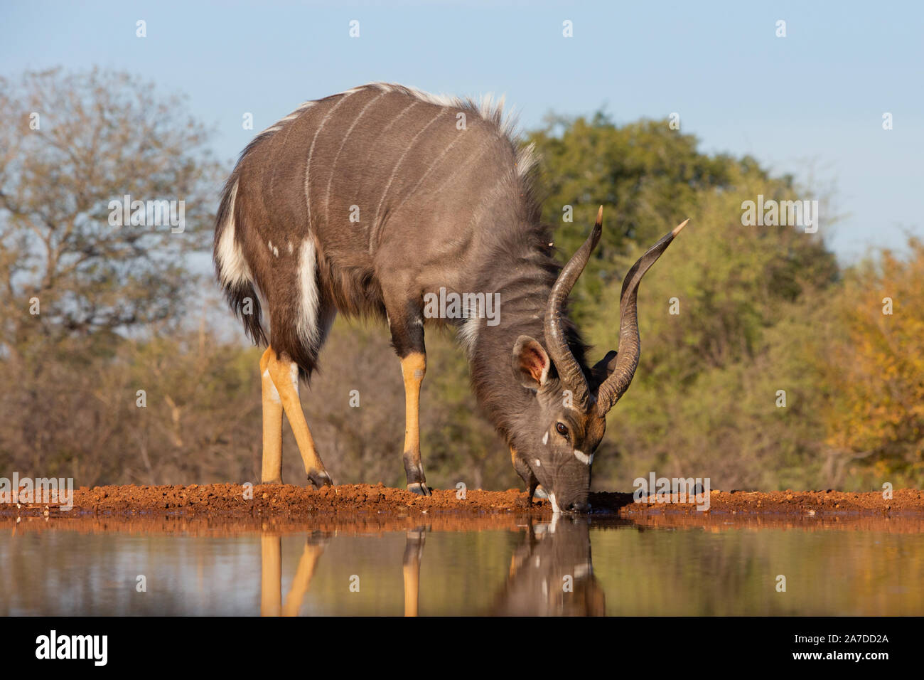 Nyala Bull (Tragelaphus angasii) drinking, Karongwe Game Reserve ...