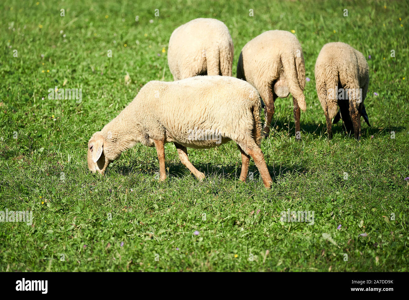 Four sheep hi-res stock photography and images - Alamy