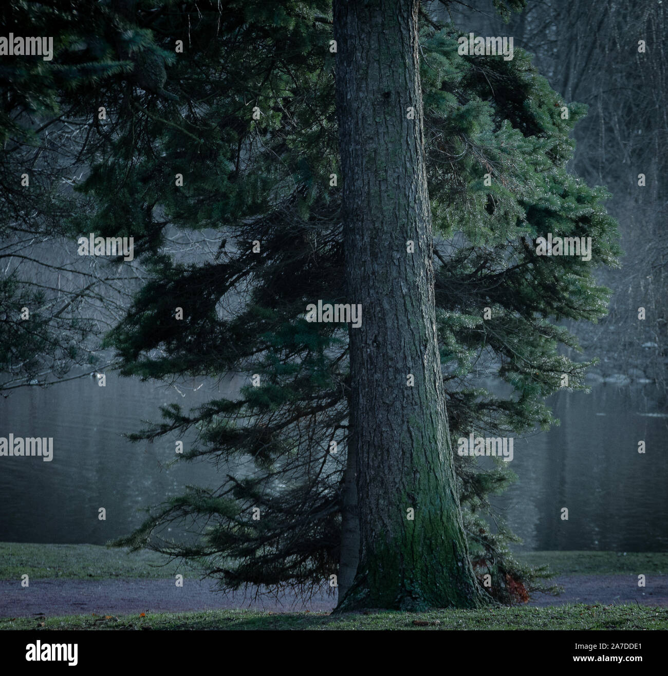 A dark moody landscape with a tree and a still pond behind it, giving ...