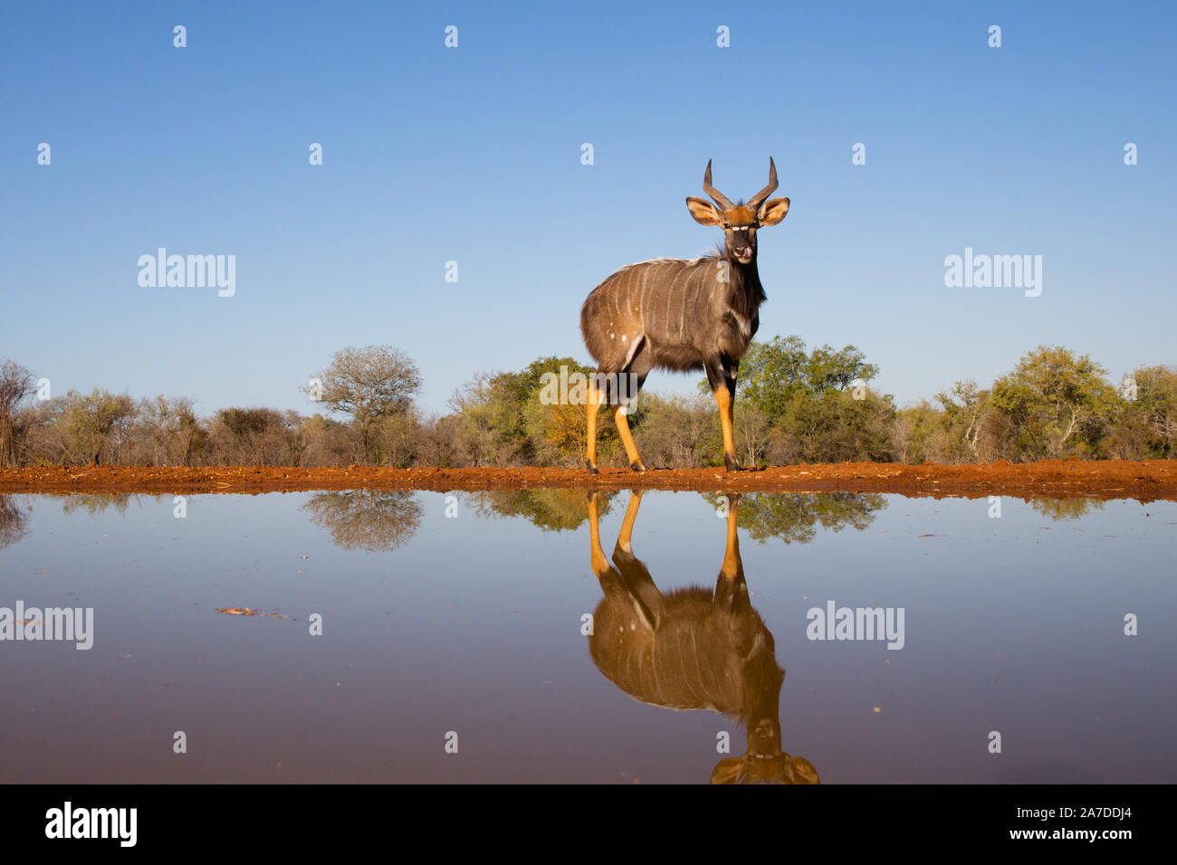 Nyala Bull (Tragelaphus angasii) with reflection, Karongwe Game Reserve ...