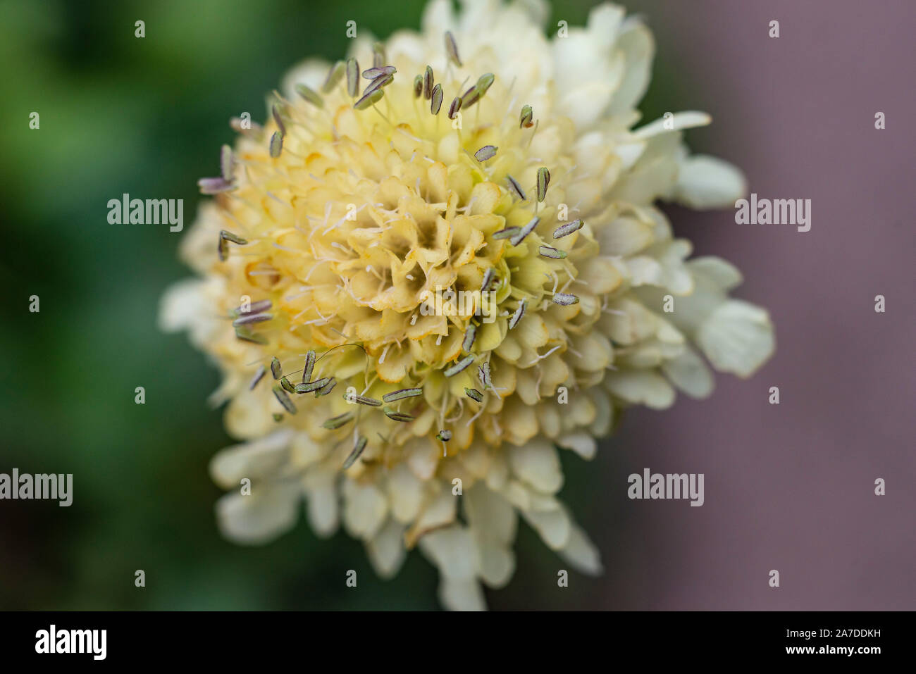 Yellow scabious scabiosa ochroleuca hi-res stock photography and images ...