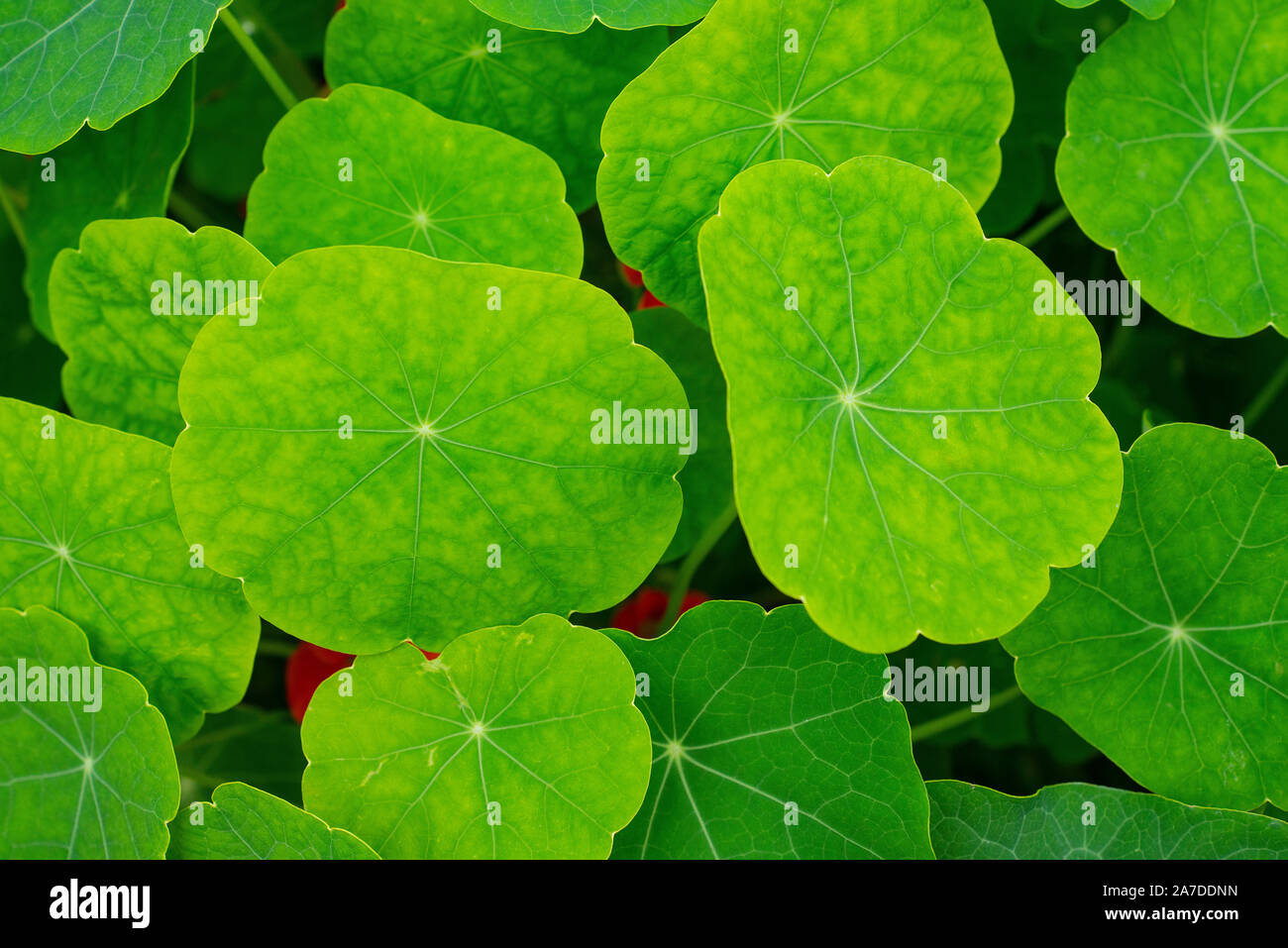 Cresson hi-res stock photography and images - Alamy