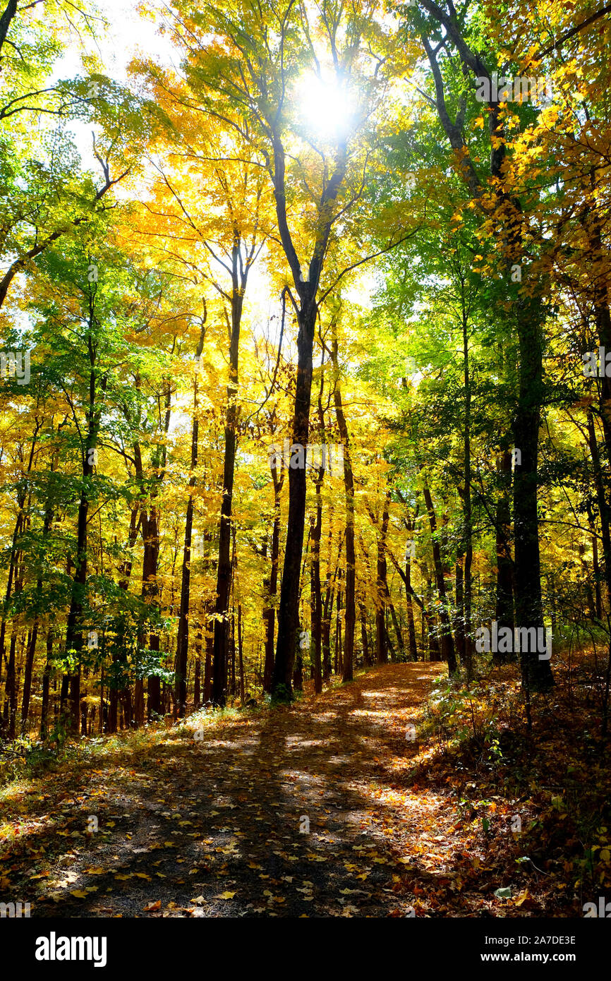 A golden leaf covered pathway through a wood in the Autumn fall, tall ...