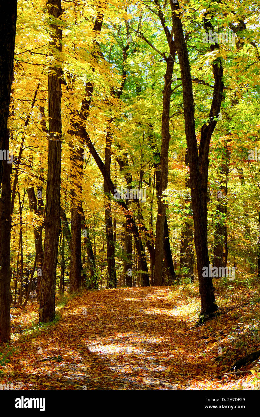 A golden leaf covered pathway through a wood in the Autumn fall, tall ...