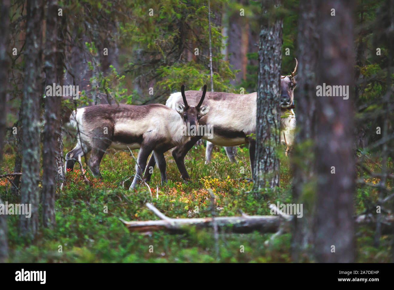 Group herd of deer caribou reindeers, Finnish forest reindeer ...