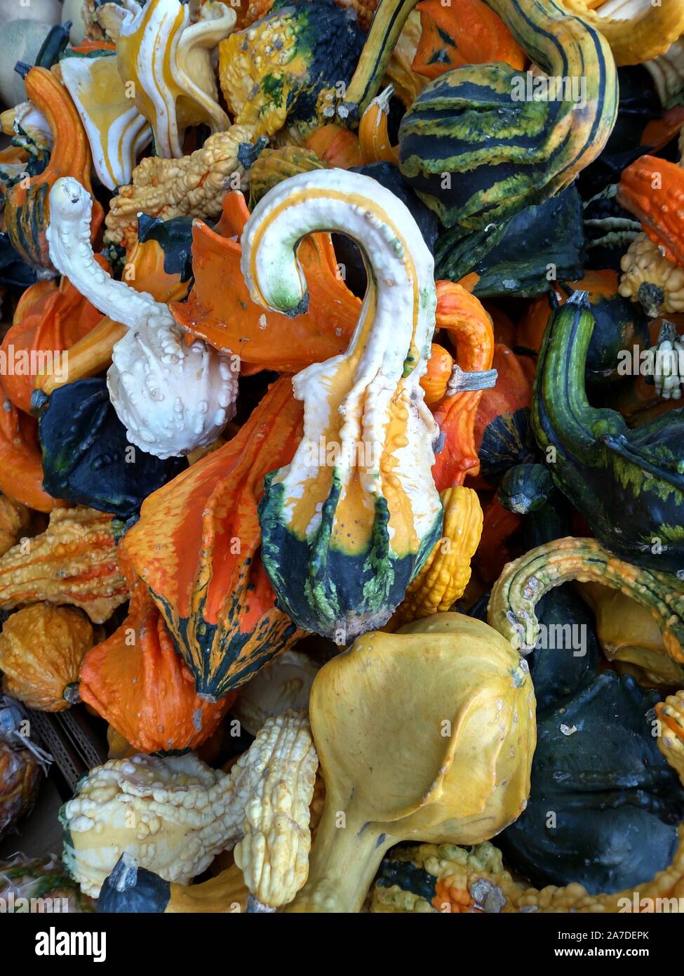 Bumpy gourds hi-res stock photography and images - Alamy