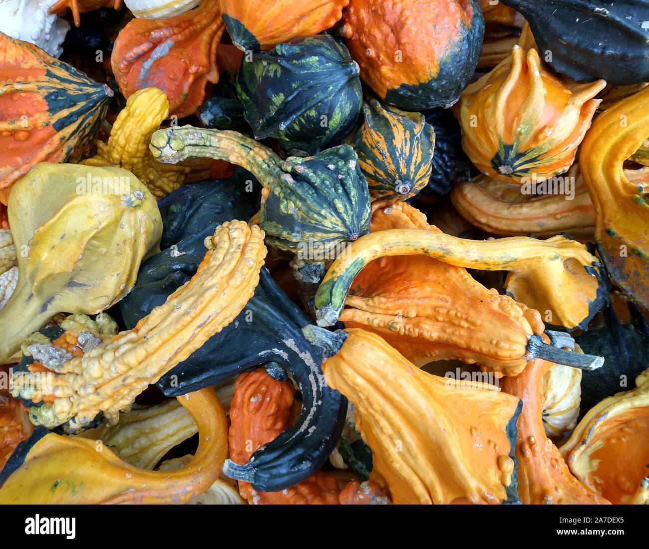 Bumpy gourds hi-res stock photography and images - Alamy