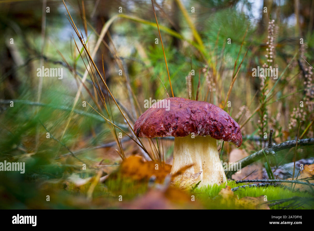 Big pine boletus edulis mushroom. Autumn mushrooms grow in forest ...