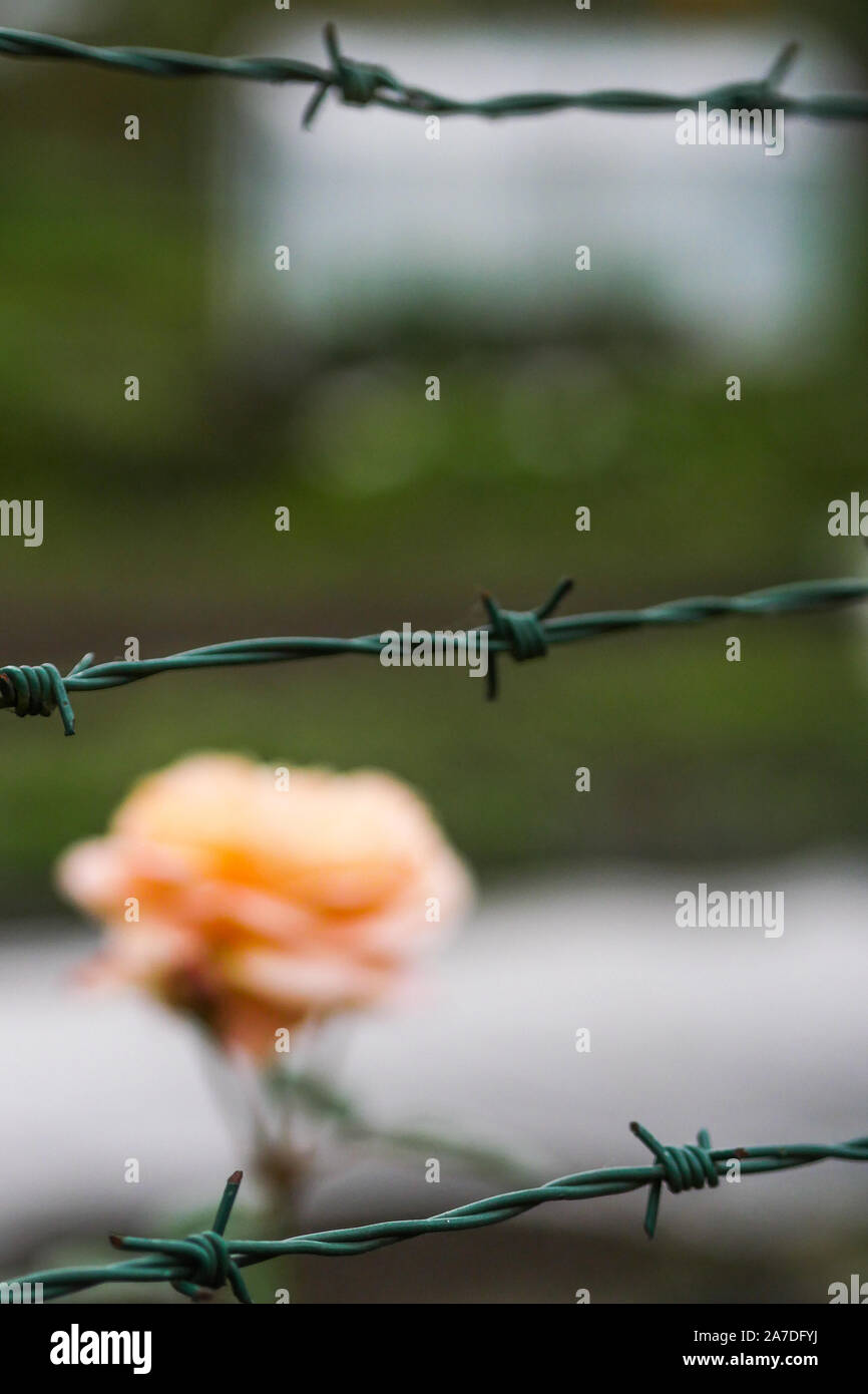 Rose barbed wire hi-res stock photography and images - Alamy