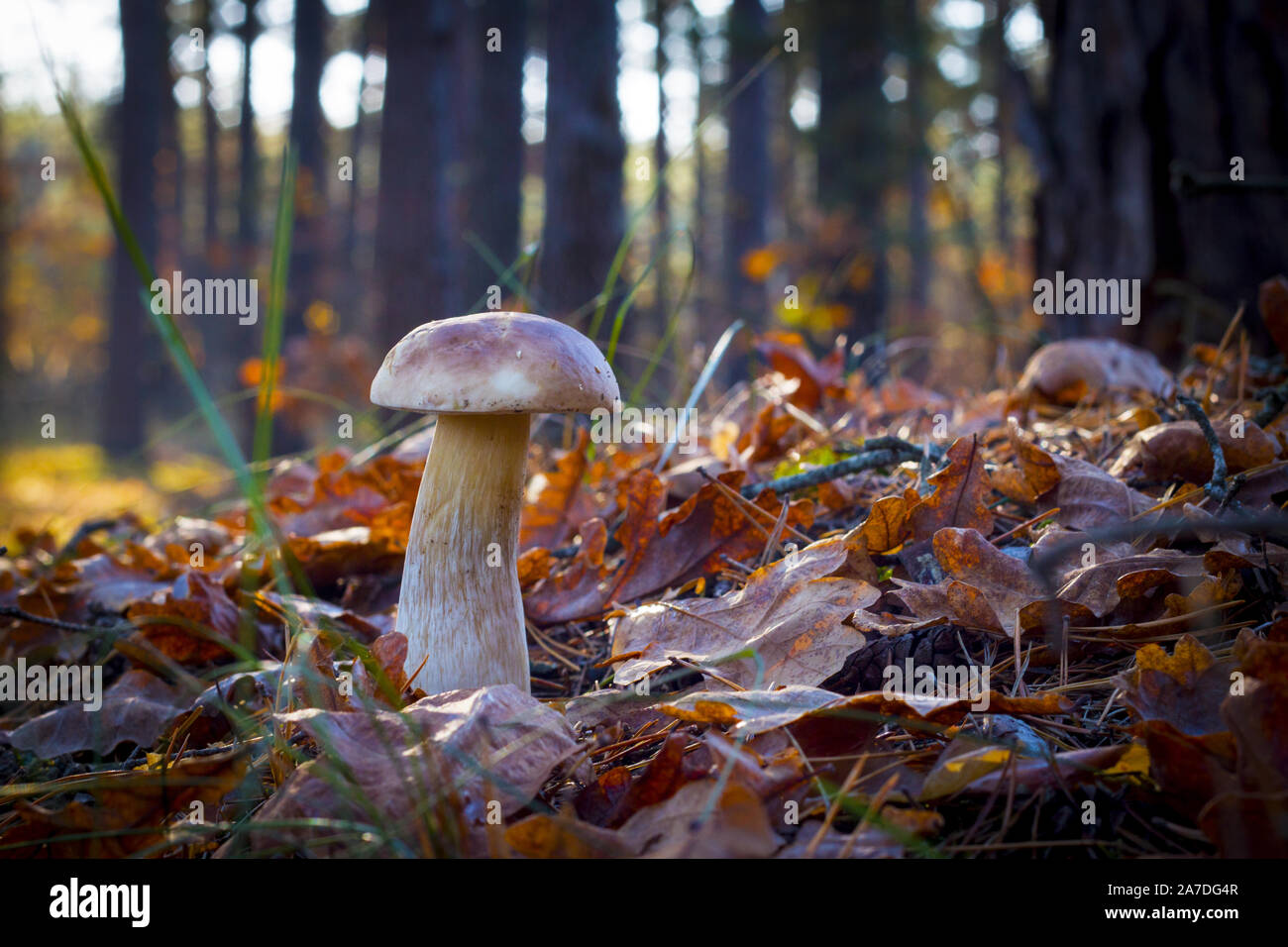 Mushroom in morning sun rays. Autumn mushrooms grow in forest. Natural ...