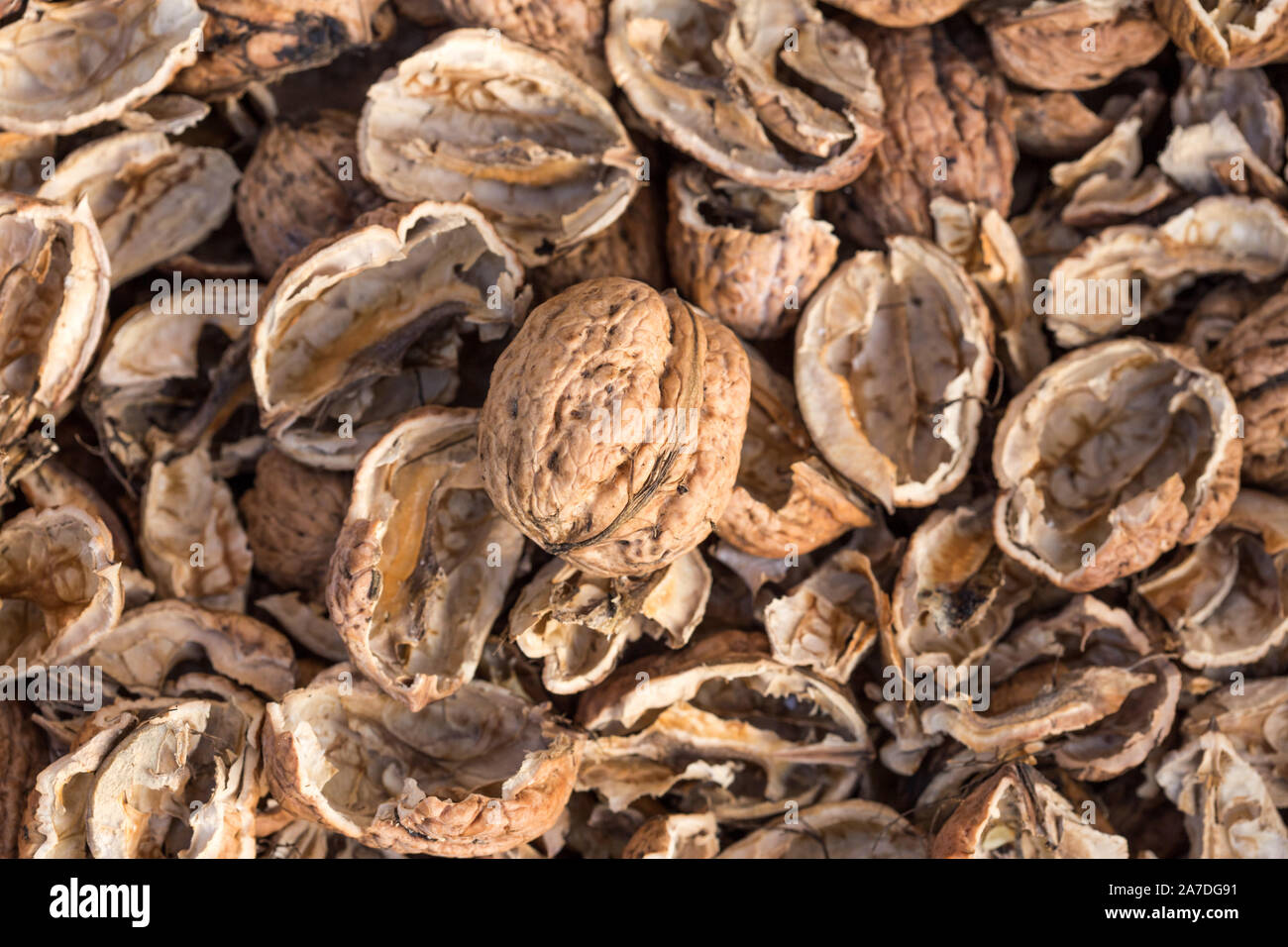 Cracked walnut shells with one complete walnut in the middle. Pieces of ...