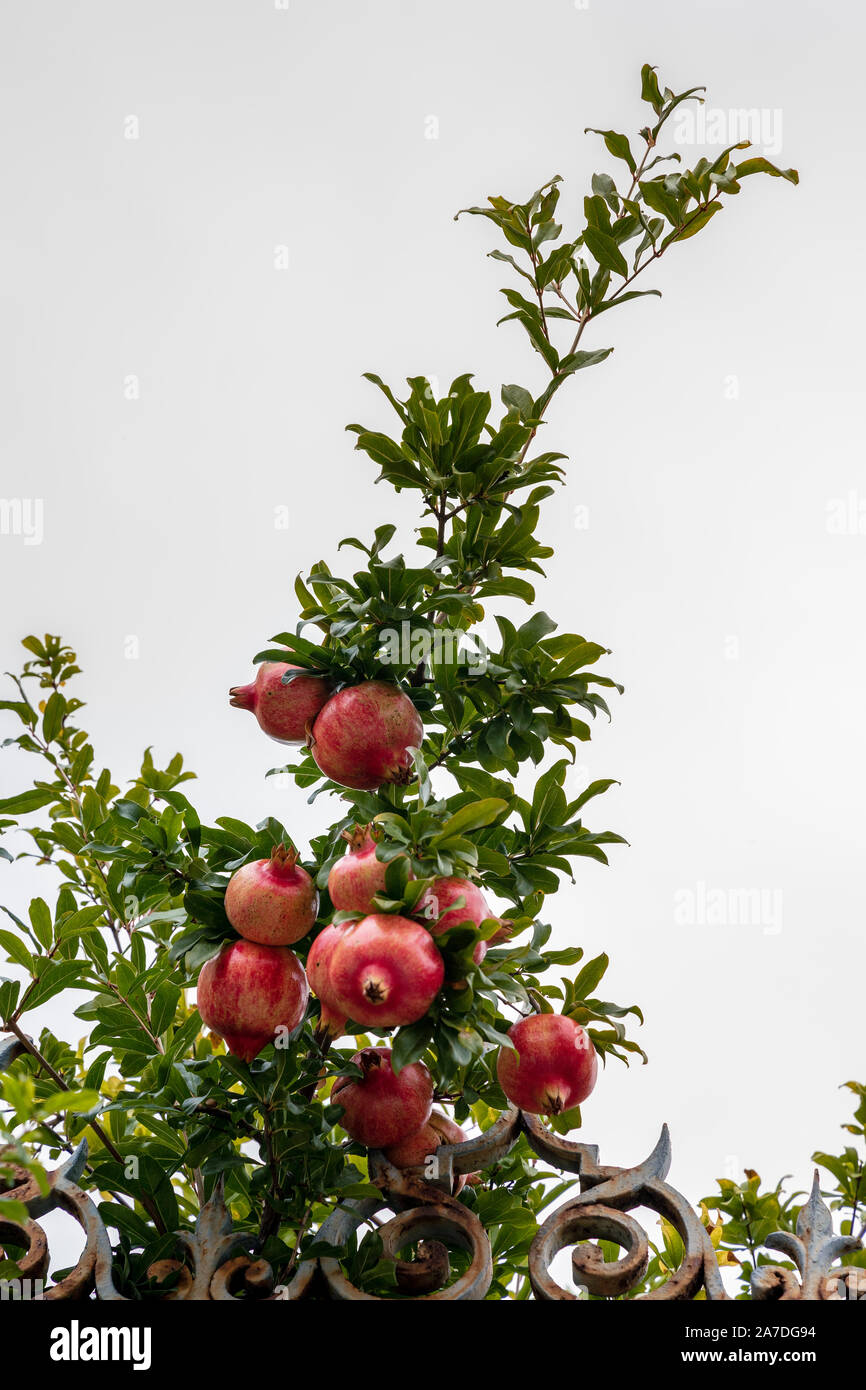 Pomegranate tree bearing fruit in Florence Tuscany Italy Stock Photo ...