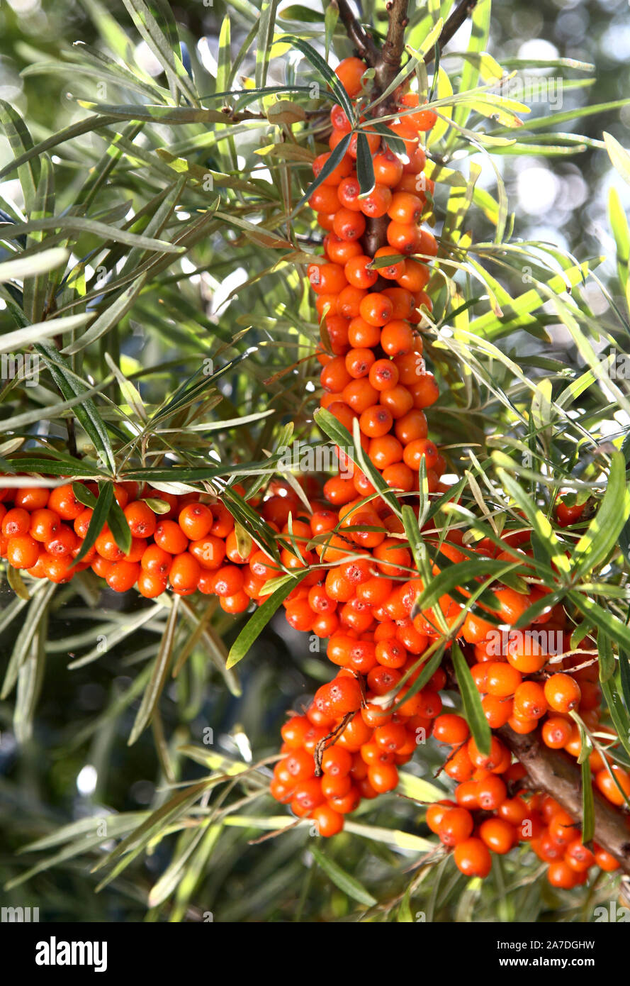 Native to temperate regions of europe hi-res stock photography and ...