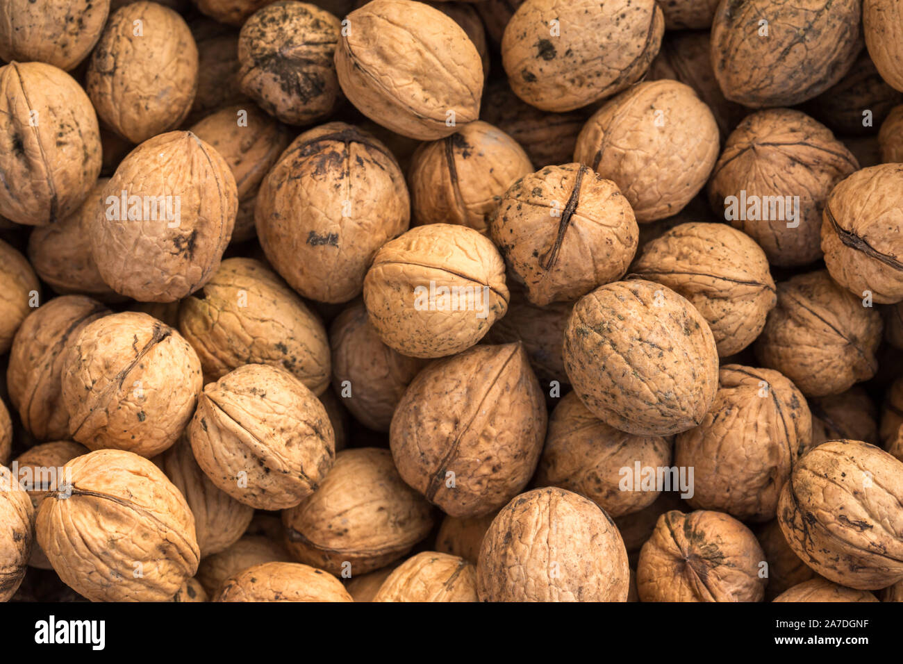 Walnut background, scattered pile of walnuts. Walnuts of Juglans regia ...