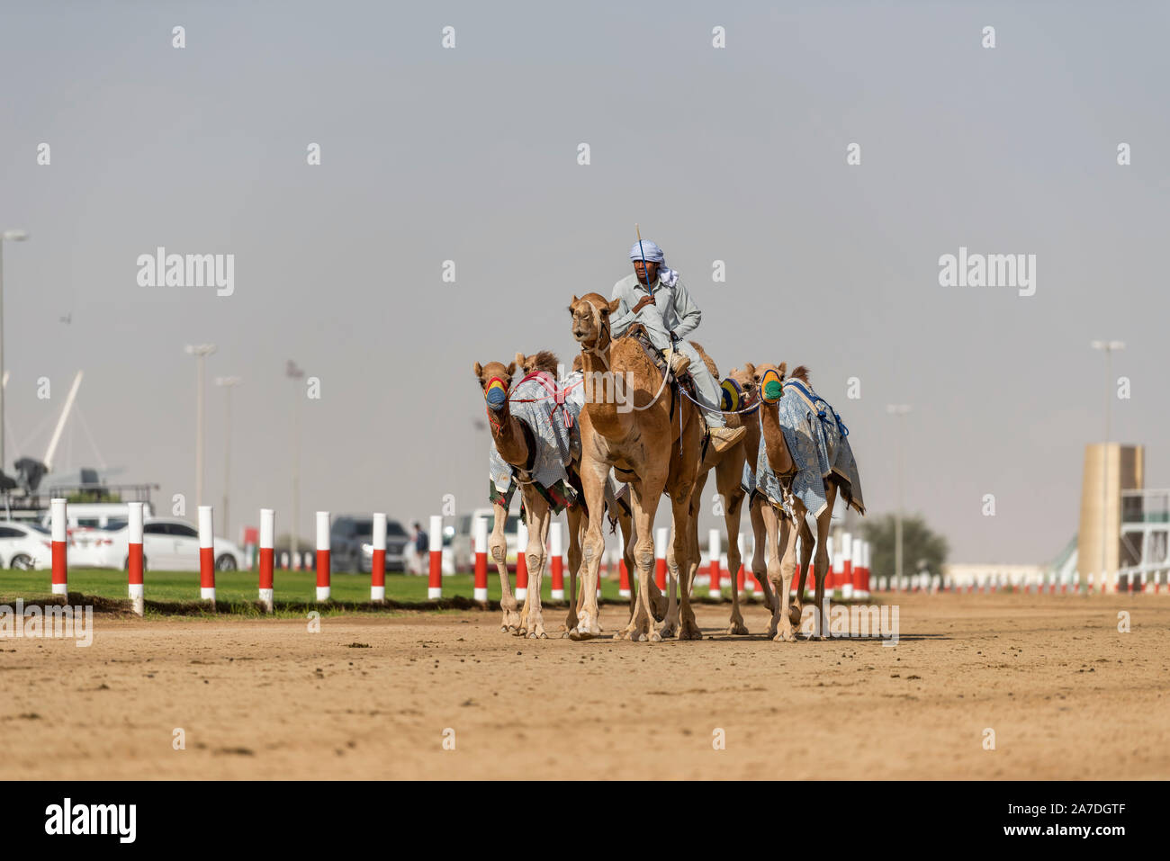 Oman camel racing hi-res stock photography and images - Alamy