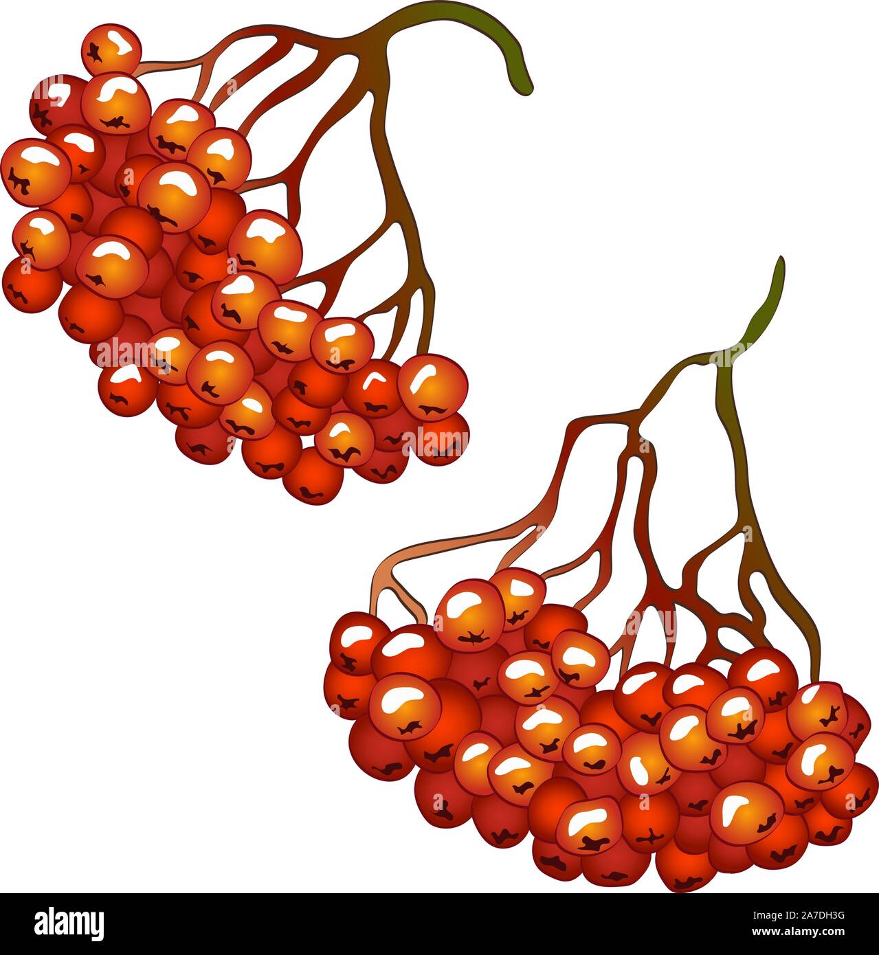 Vector autumn red sorbus plant. Sorbus plant botanical garden floral ...