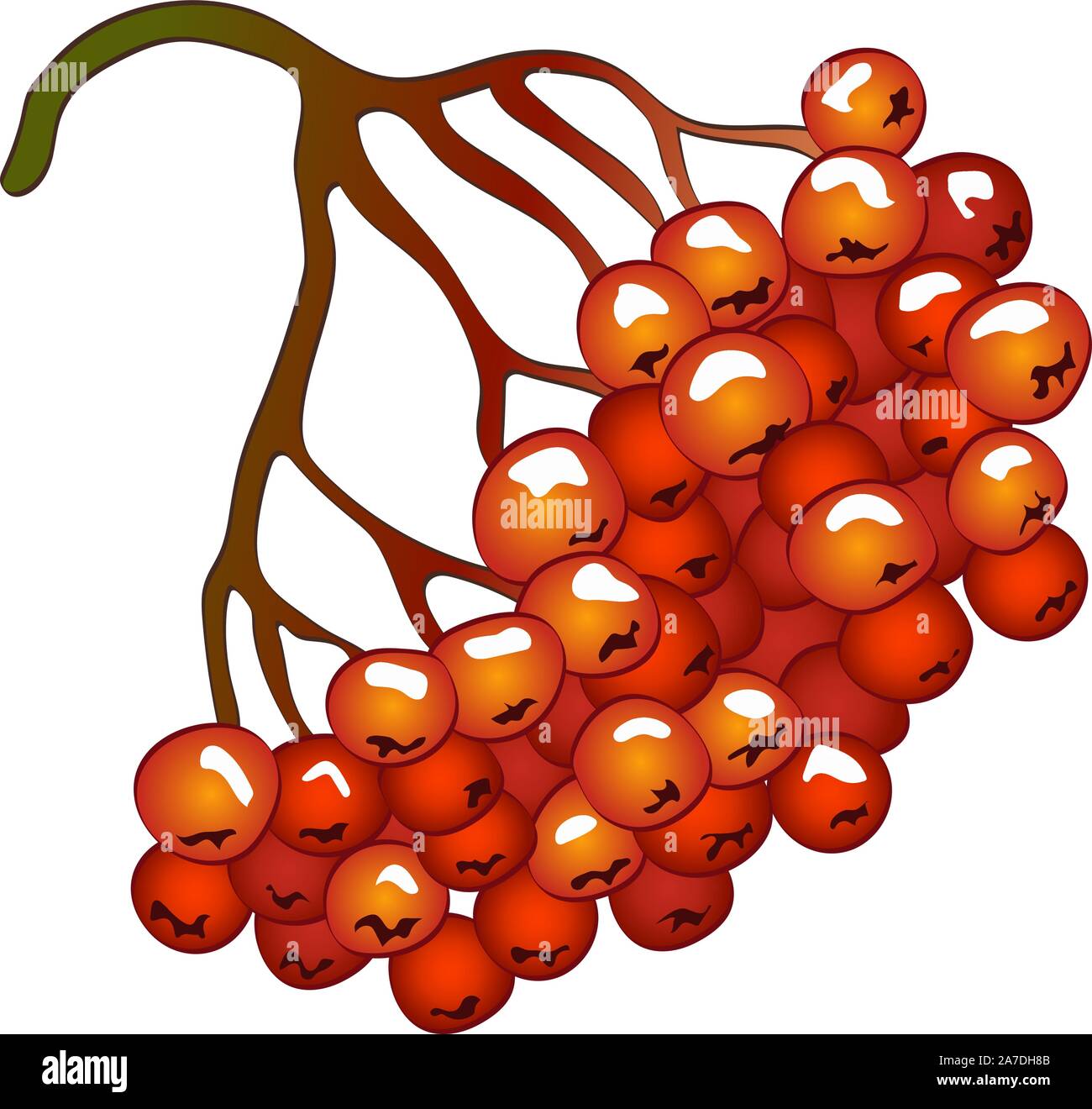 Vector autumn red sorbus plant. Sorbus plant botanical garden floral ...