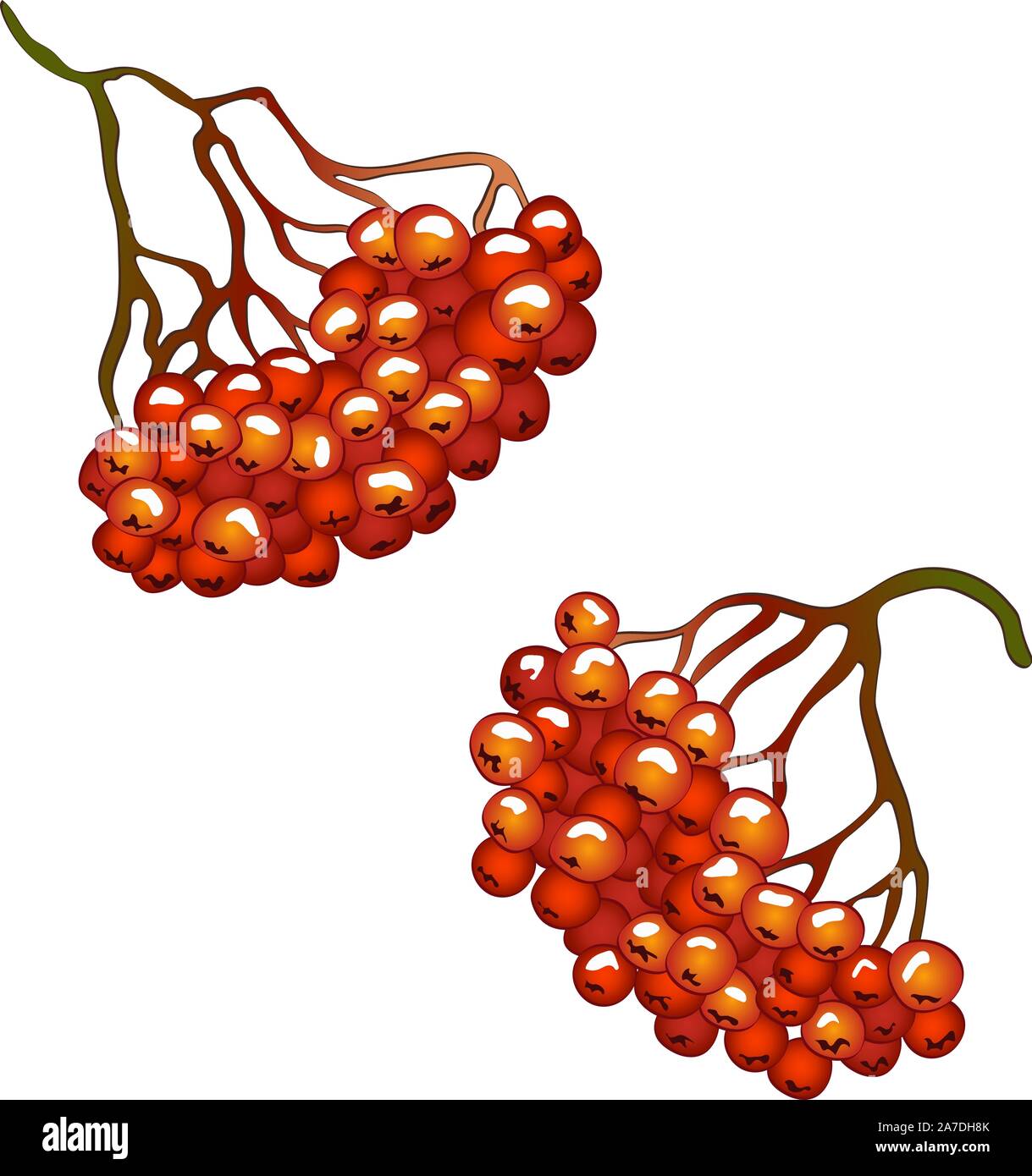 Vector autumn red sorbus plant. Sorbus plant botanical garden floral ...