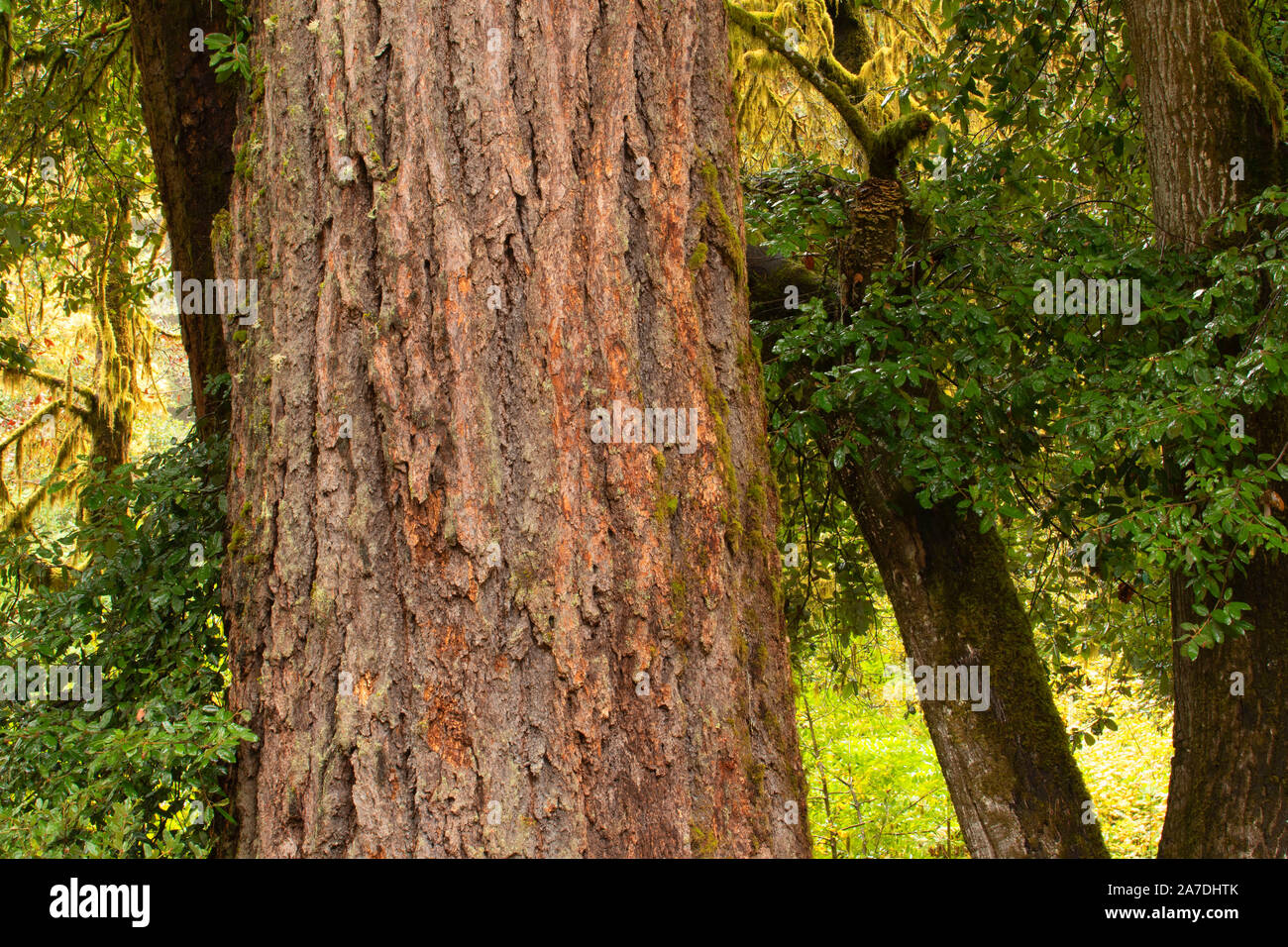 Douglas fir in ancient forest, Siskiyou National Forest, Rogue-Coquille ...