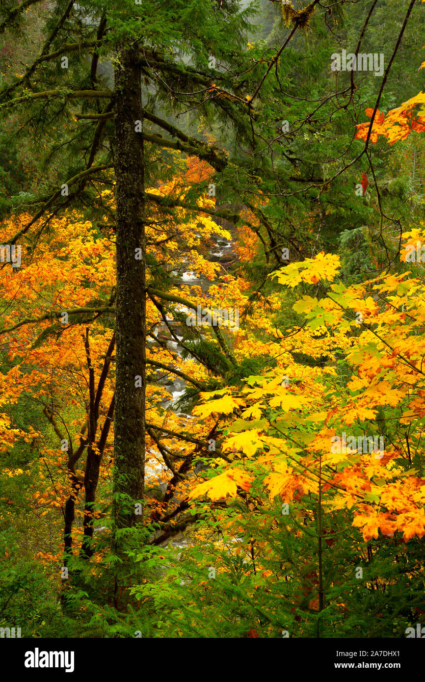Ancient forest, Siskiyou National Forest, Rogue-Coquille National ...