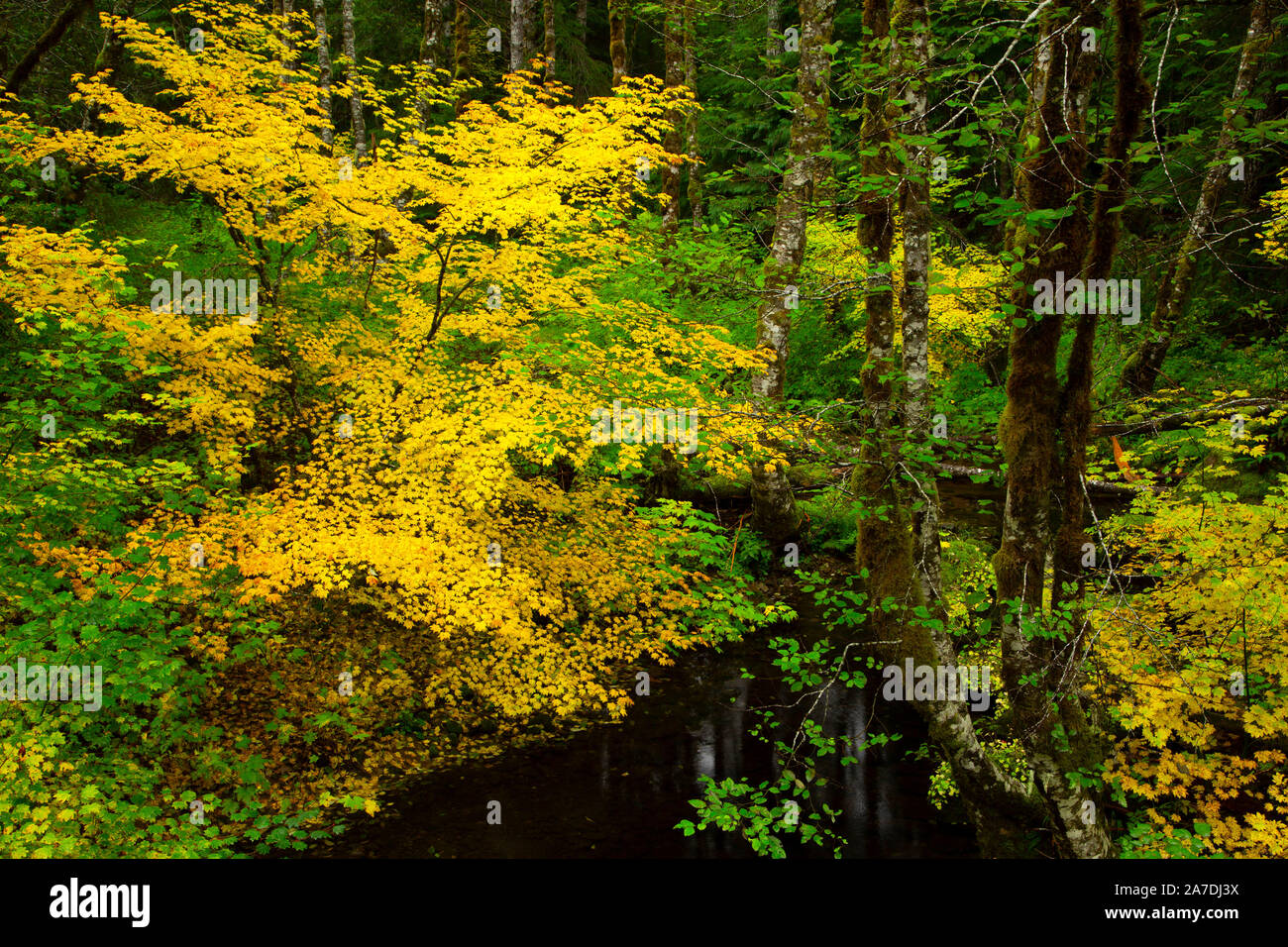 Fall foliage along the south fork hi-res stock photography and images ...