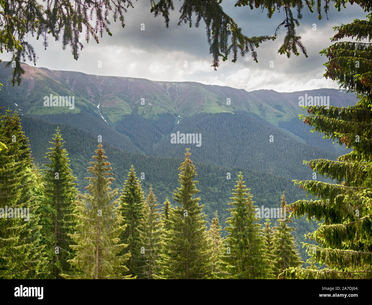 Rhododendron kotschyi in alpine hi-res stock photography and images - Alamy