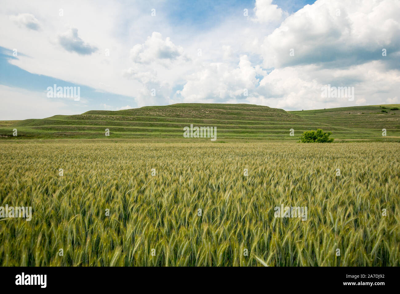 summer landscape with fluffy clouds and cultivated fields in dobrogea ...