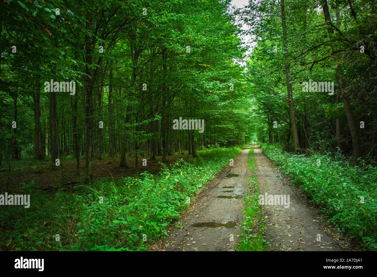 Green bright forest dirty road hi-res stock photography and images - Alamy