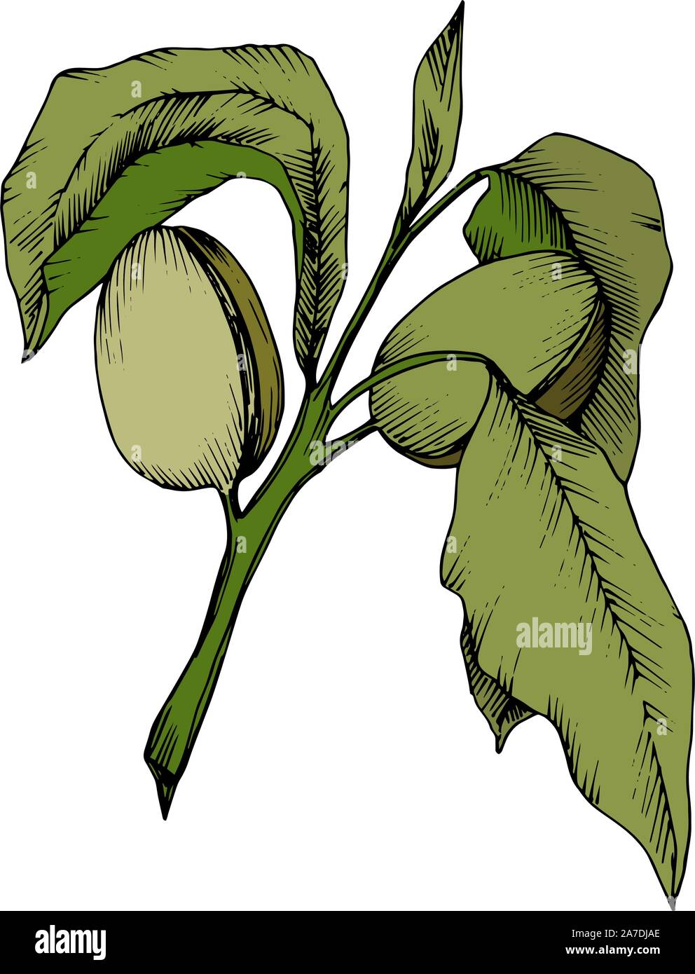 Green almond in a vector style isolated Stock Vector Image & Art - Alamy