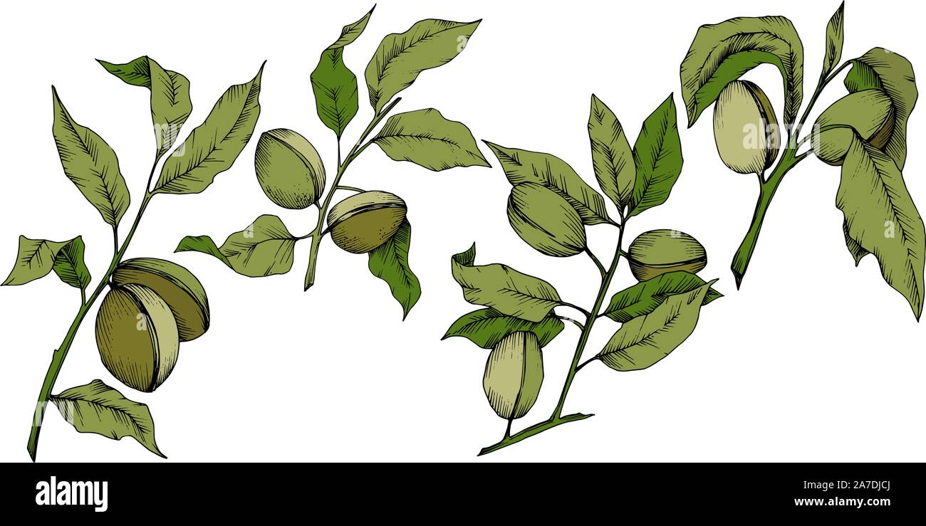 Green almond in a vector style isolated Stock Vector Image & Art - Alamy