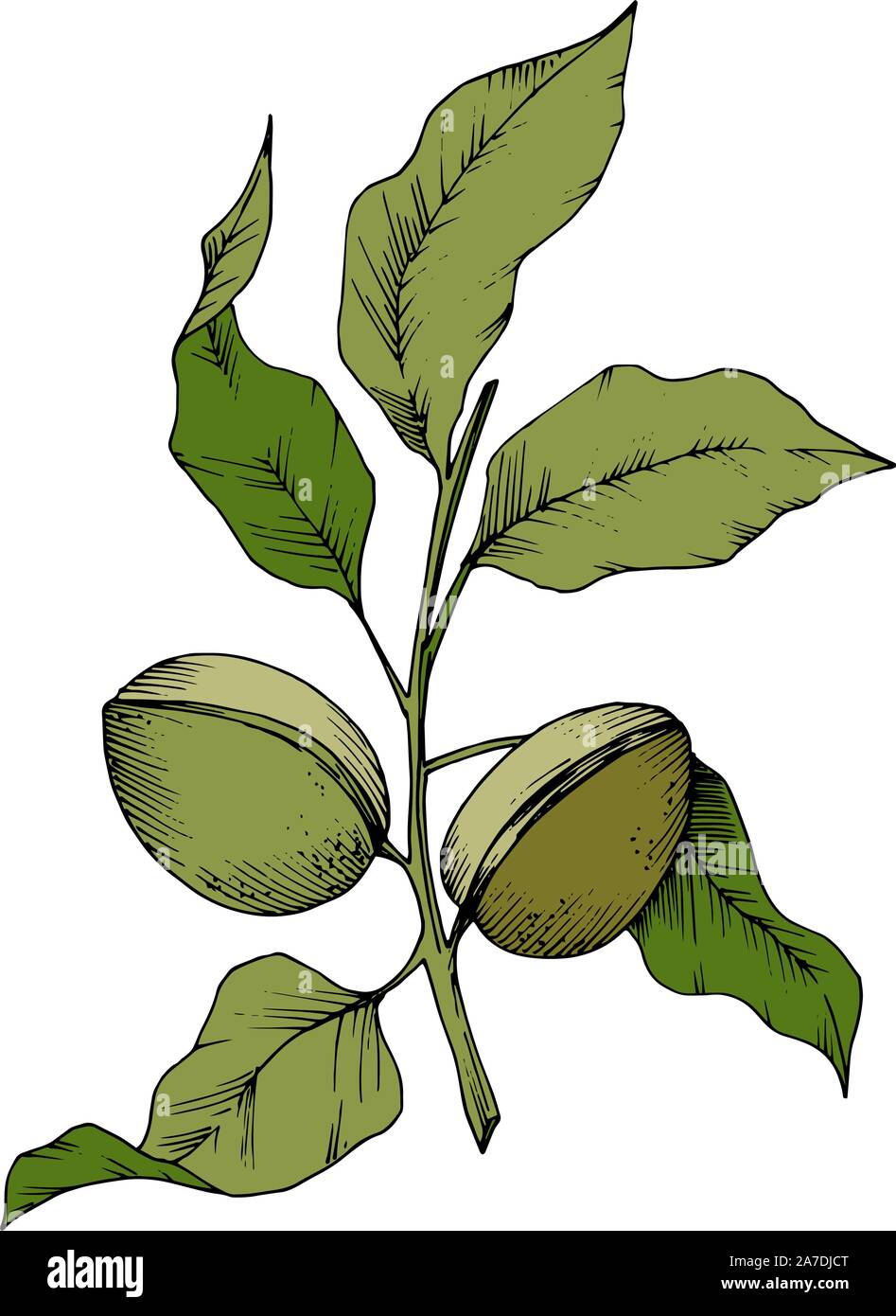 Green almond in a vector style isolated Stock Vector Image & Art - Alamy