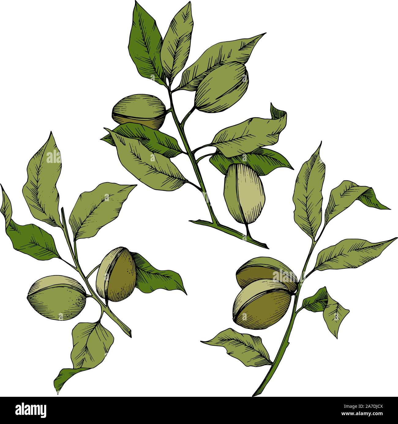 Almonds in a tree Stock Vector Images - Alamy
