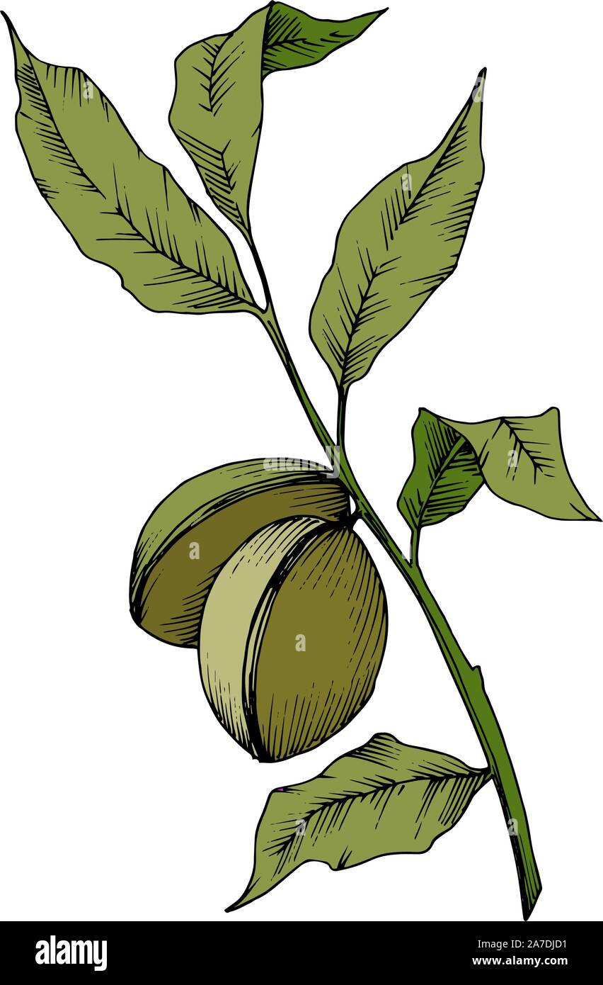 Green almond in a vector style isolated Stock Vector Image & Art - Alamy