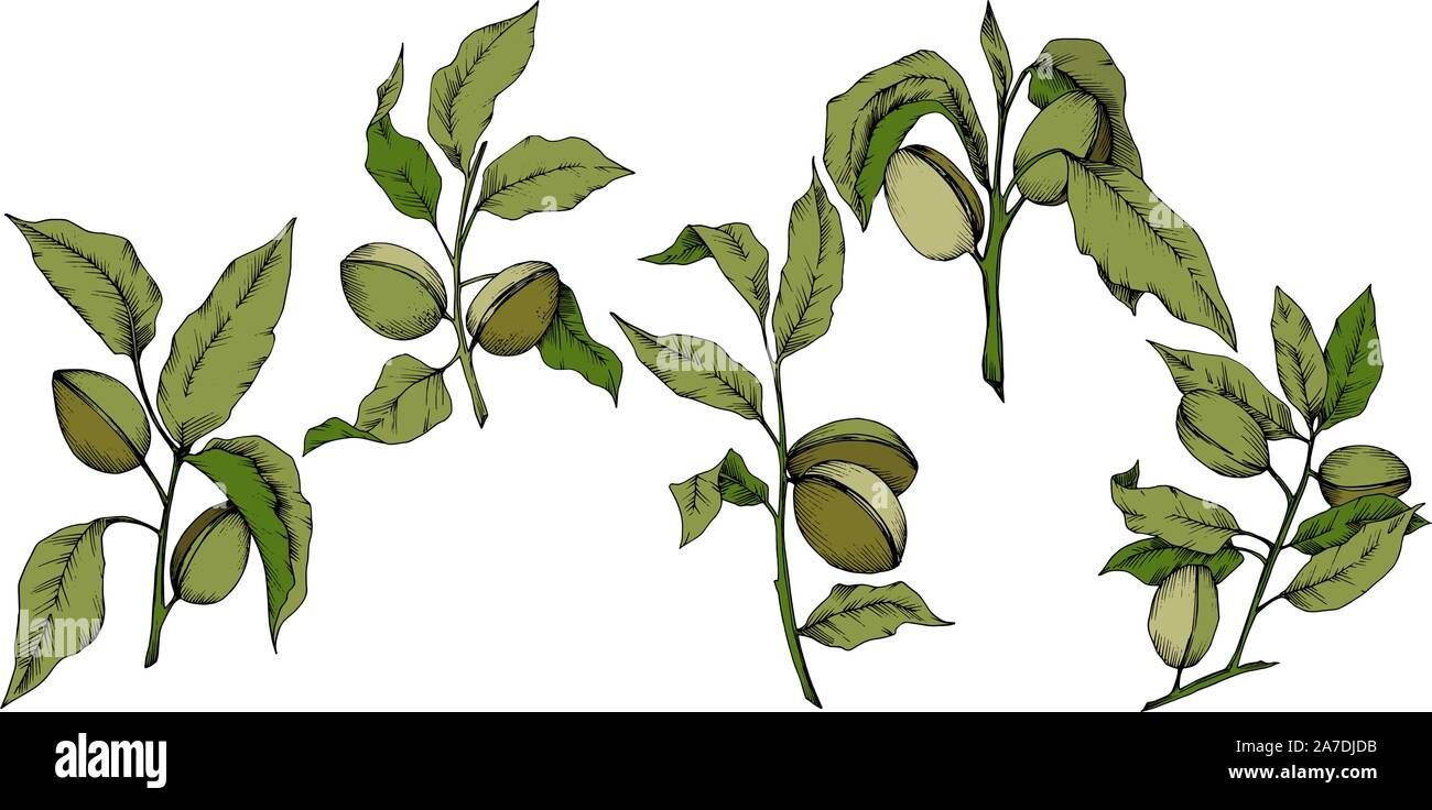 Green almond in a vector style isolated Stock Vector Image & Art - Alamy