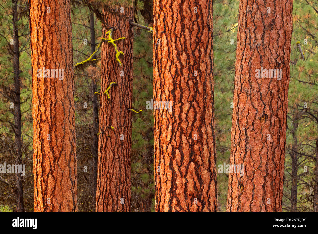 Ponderosa pine (Pinus ponderosa), Ochoco National Forest, Oregon Stock ...