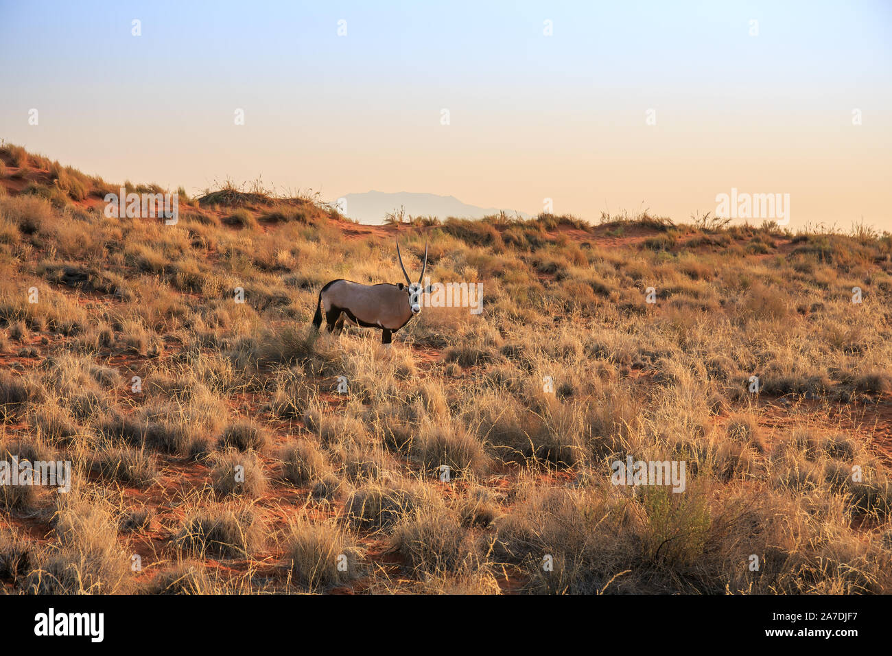 In namibian desert hi-res stock photography and images - Alamy